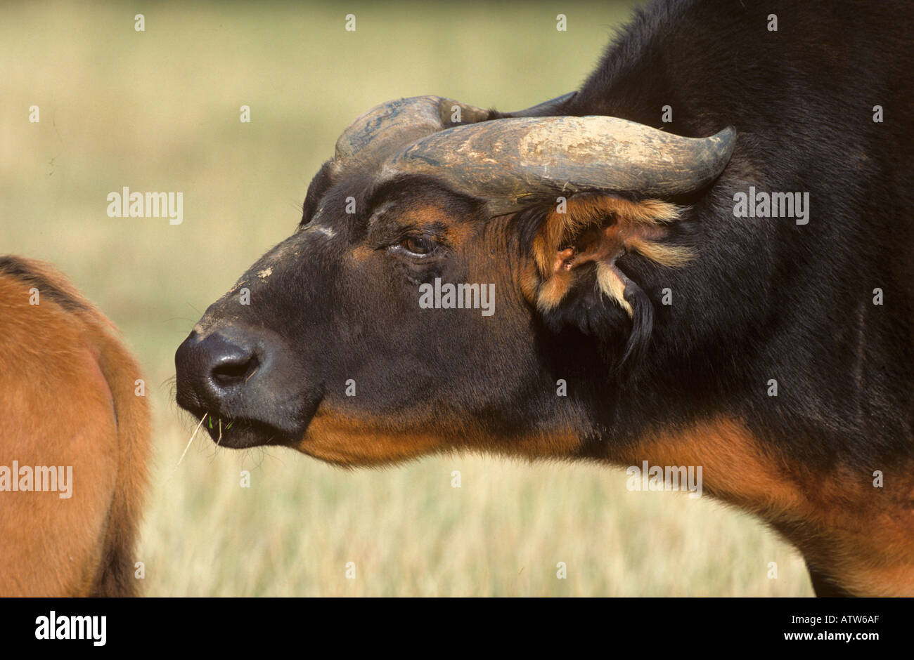 Buffle nain Banque de photographies et d’images à haute résolution - Alamy