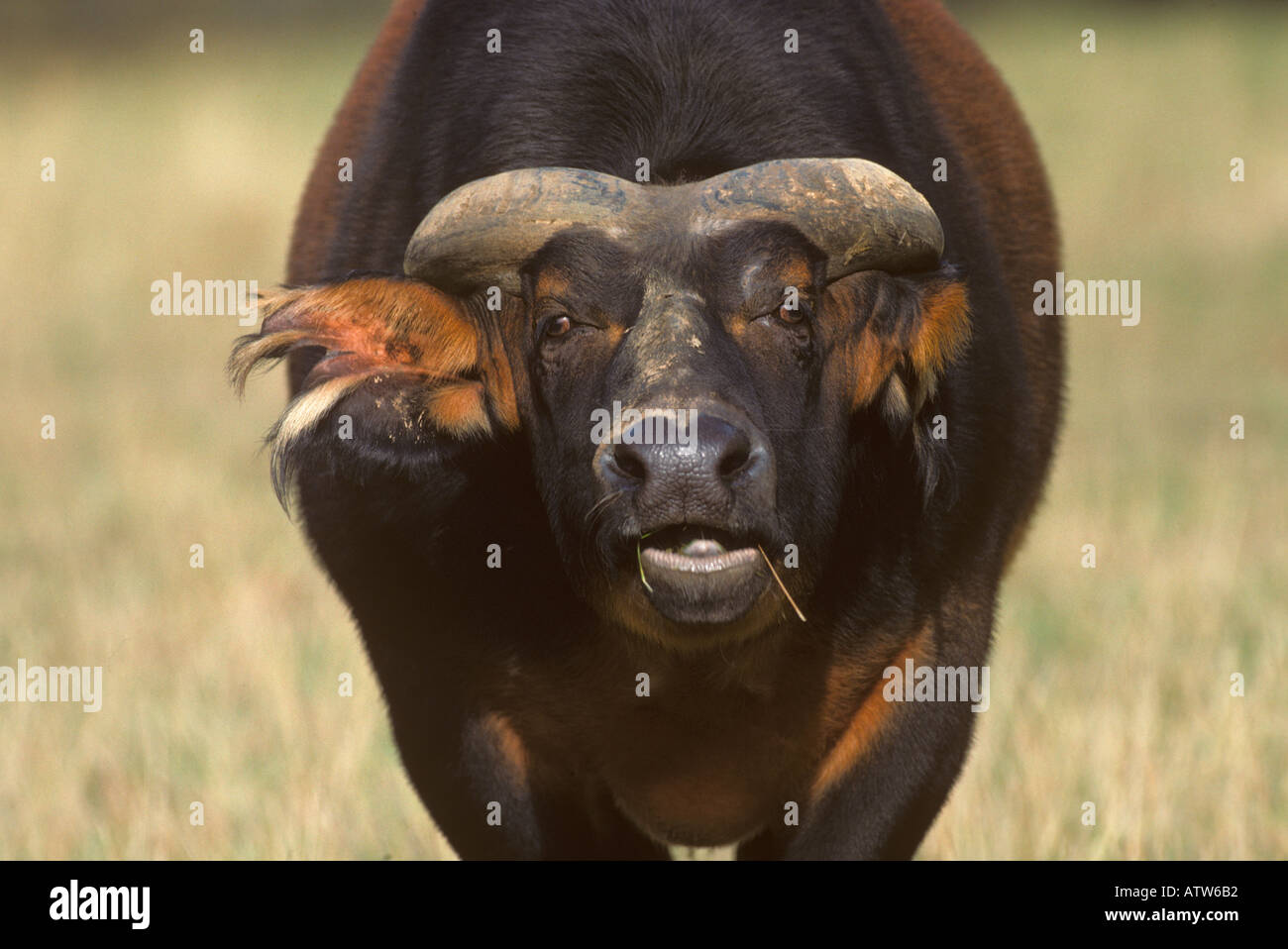Buffle nain Banque de photographies et d’images à haute résolution - Alamy