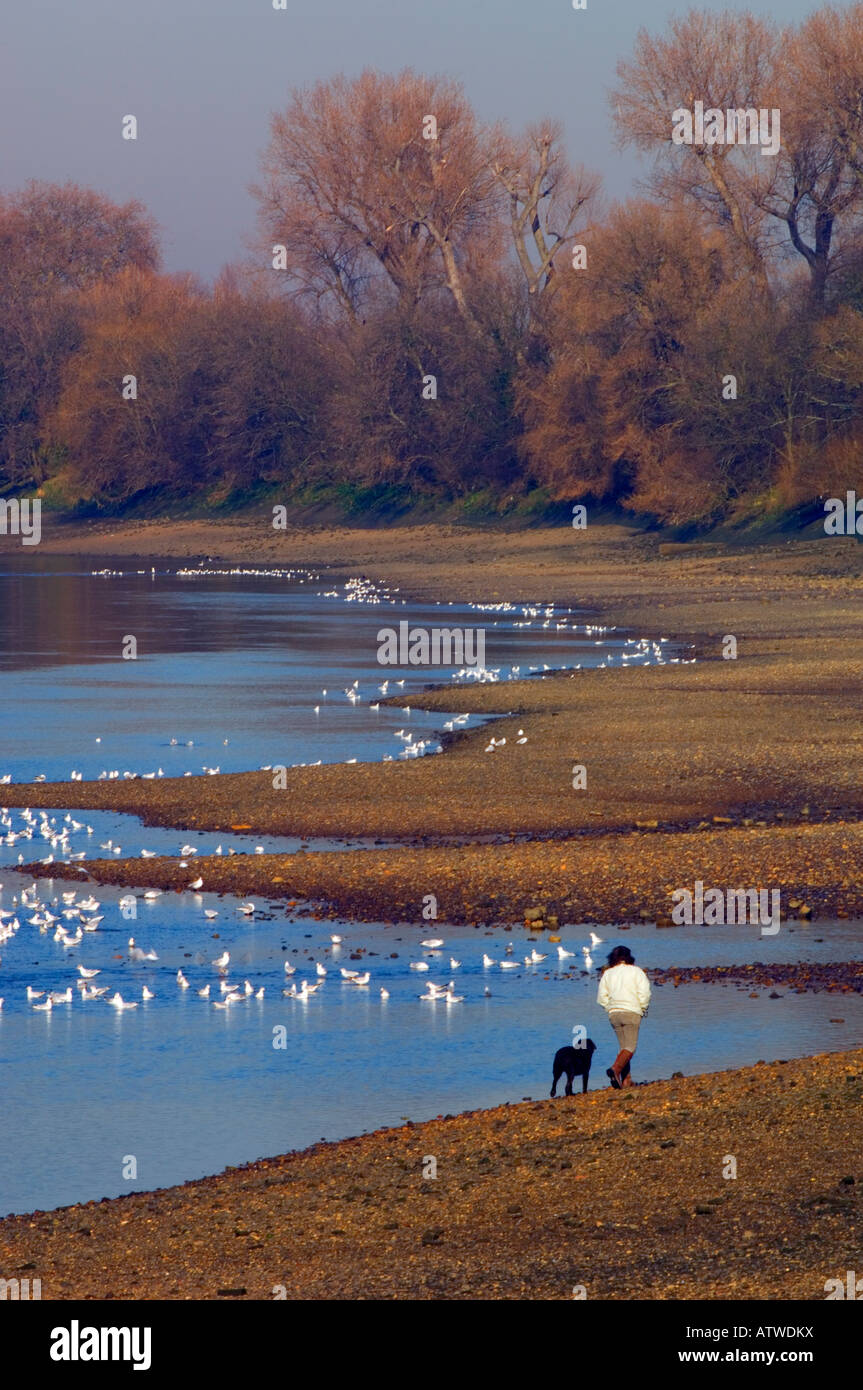 La banque de la rivière Thames et dans Barnes SW13 London United ...