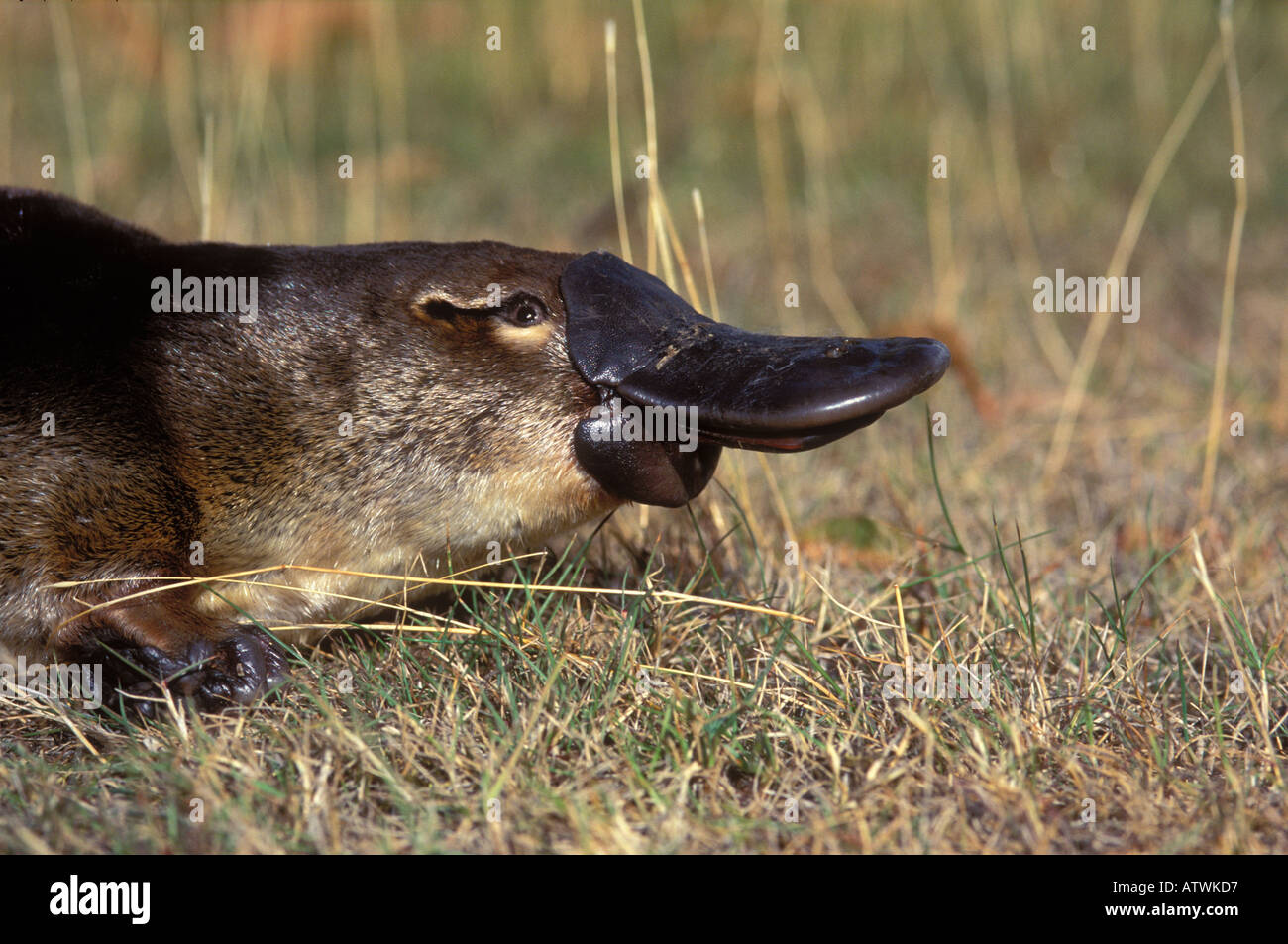 Ornithorhynchus anatinus ornithorynque Banque de photographies et d ...