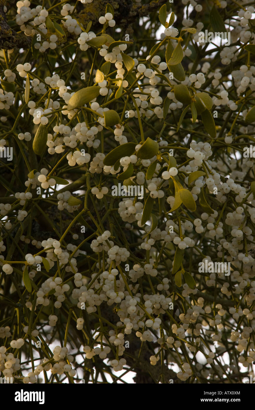 Gui De Plante Parasite Banque d'image et photos - Alamy