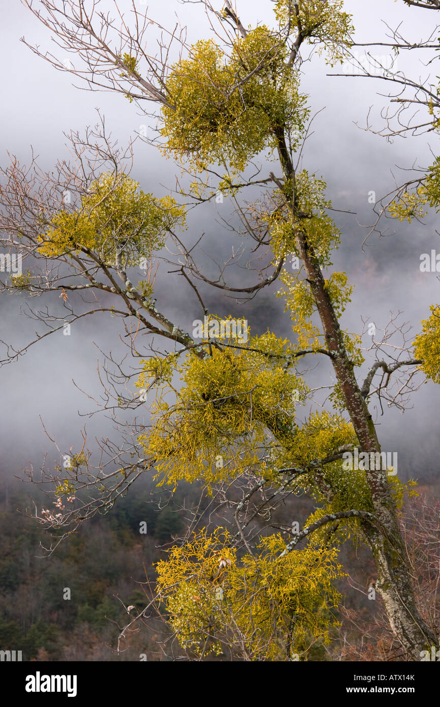 Plante parasite france Banque de photographies et d’images à haute ...