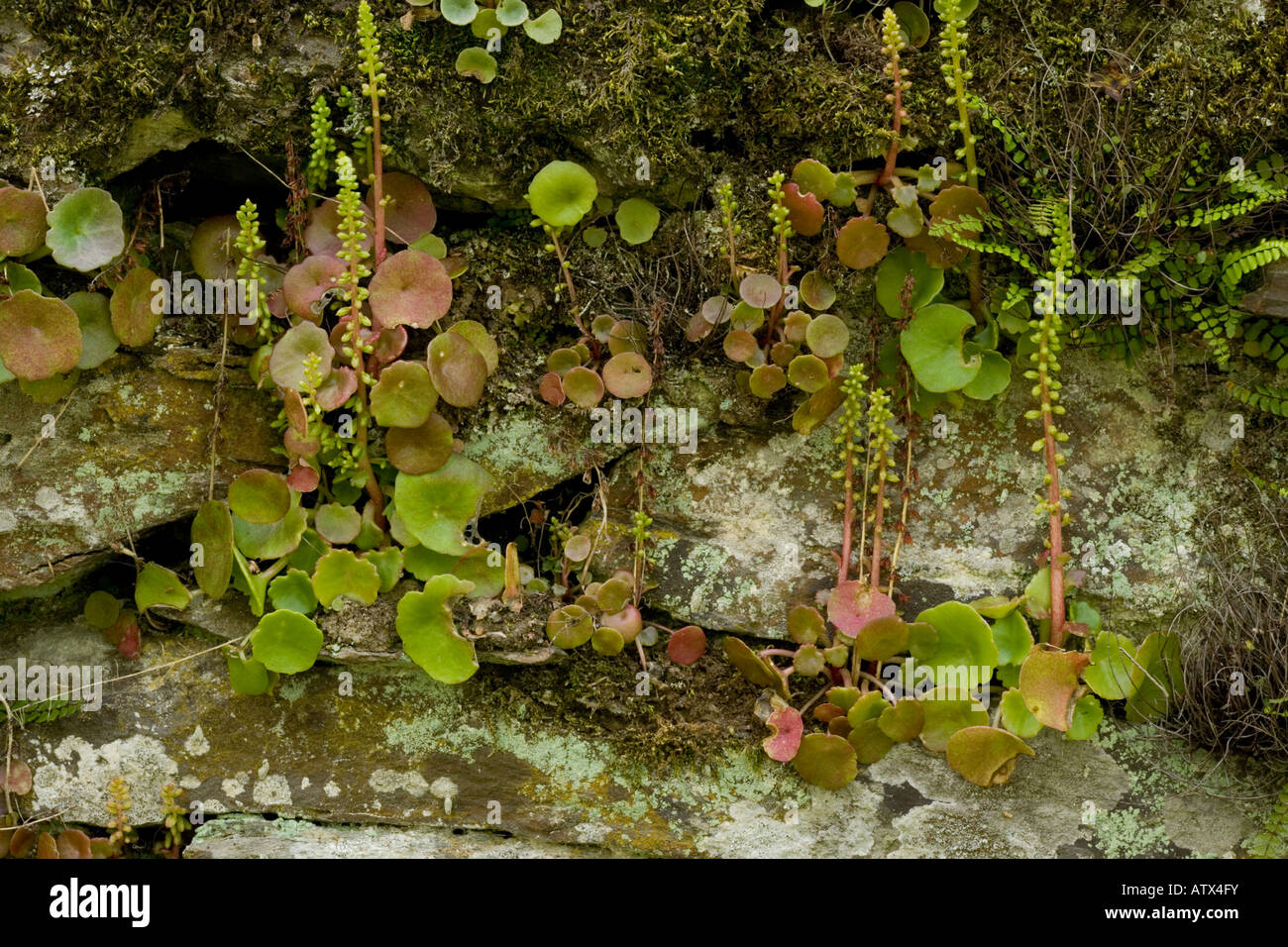 Ombelle ombilic rupestris sur mur ancien mur Photo Stock - Alamy