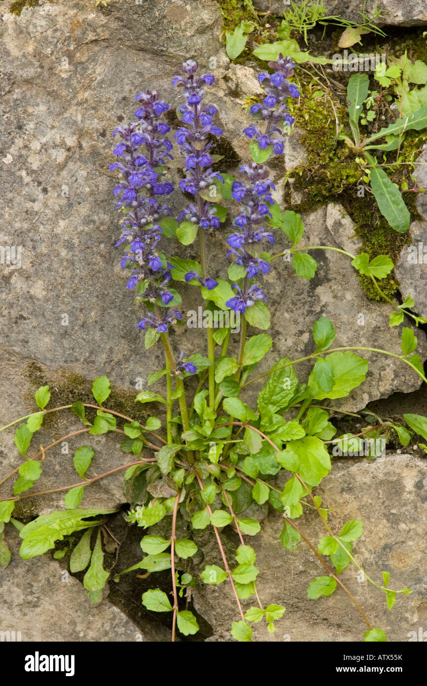 De stolons Banque de photographies et d’images à haute résolution - Alamy