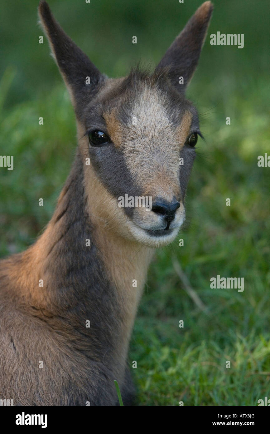 Isard pyrenees Banque de photographies et d’images à haute résolution ...