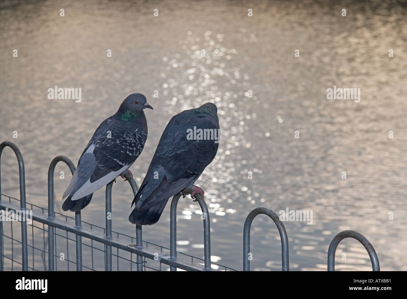 Deux pigeons assis Banque de photographies et d’images à haute ...