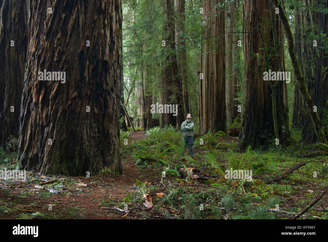 Stout tree Banque de photographies et d’images à haute résolution - Alamy