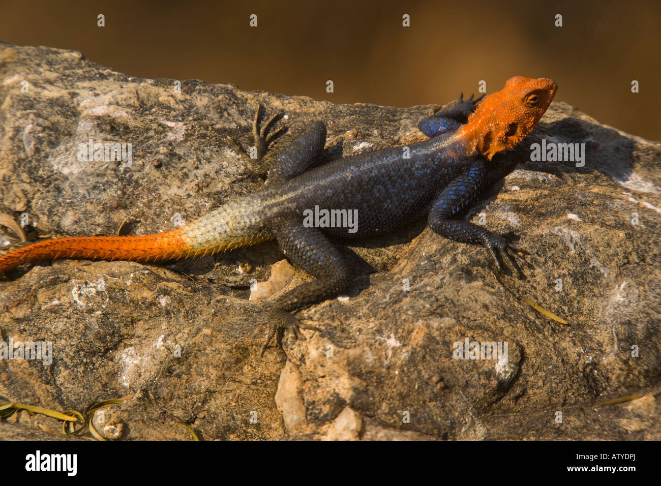 Namibian rock agama agama planiceps Banque de photographies et d’images ...