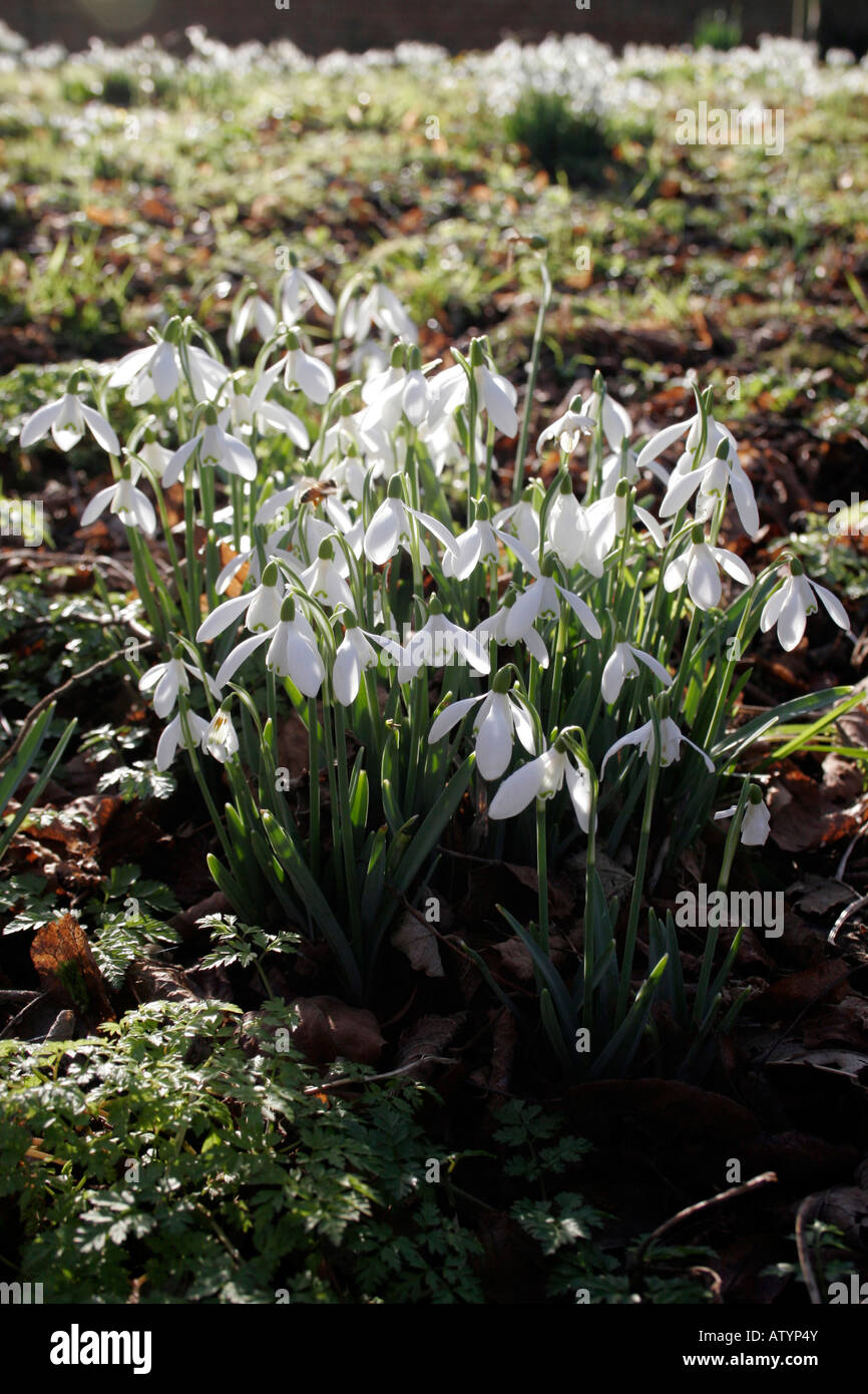 Galanthus hybride Banque de photographies et d’images à haute ...