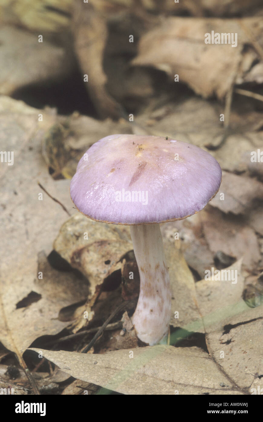 Champignons visqueux Banque de photographies et d’images à haute ...