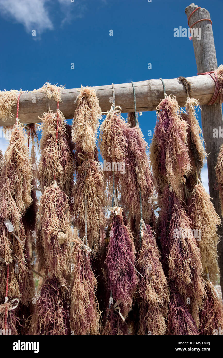 Les algues en train de sécher dehors village de Chwaka Zanzibar ...