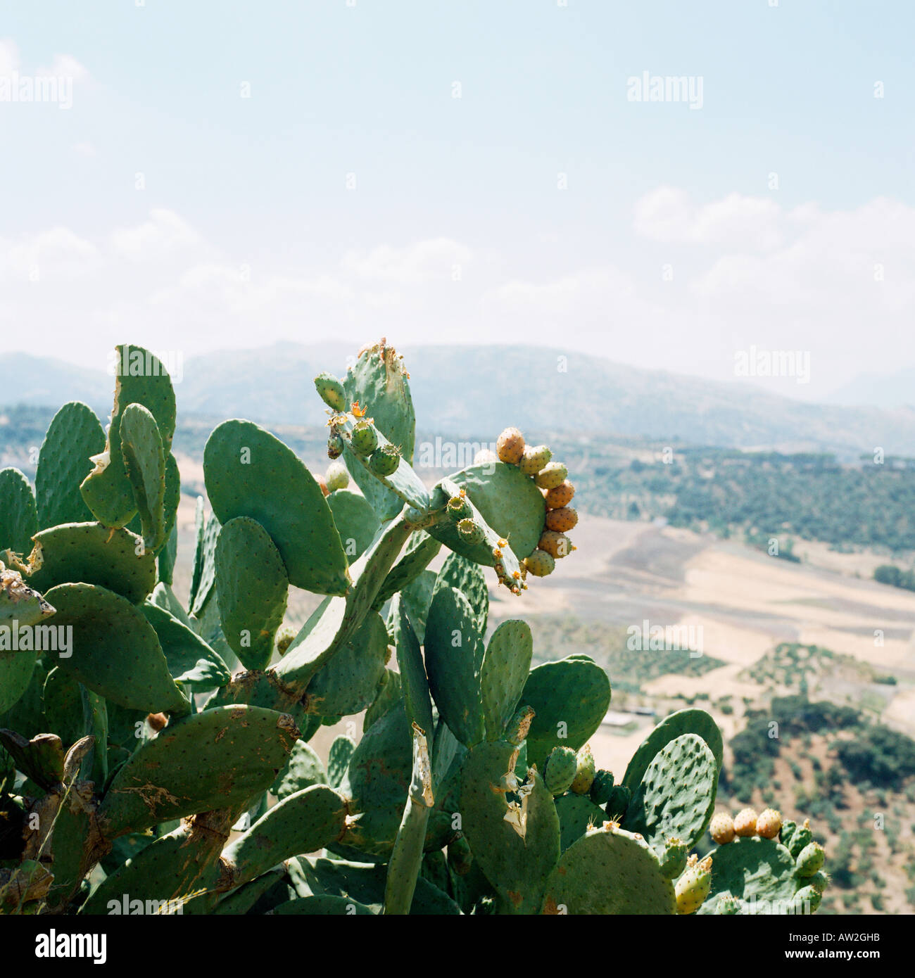 Cactus plant andalucia Banque de photographies et d’images à haute ...