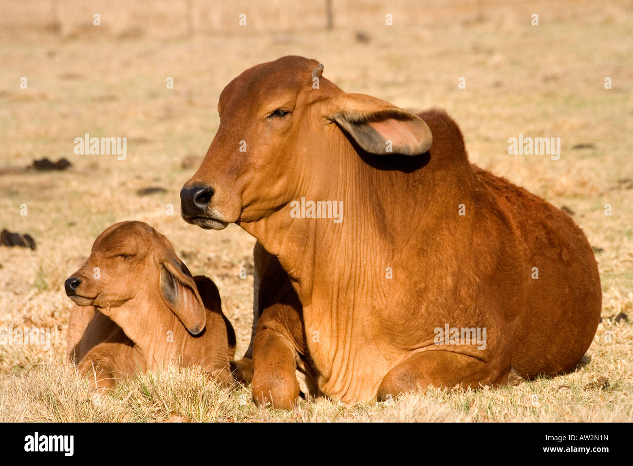 Une vache brahman femelle Banque de photographies et d’images à haute ...