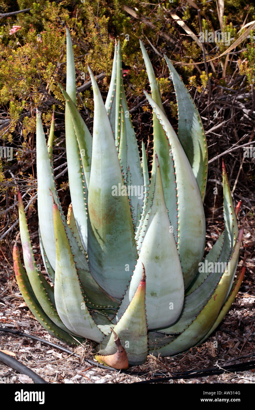 Aloe falcata Banque de photographies et d’images à haute résolution - Alamy