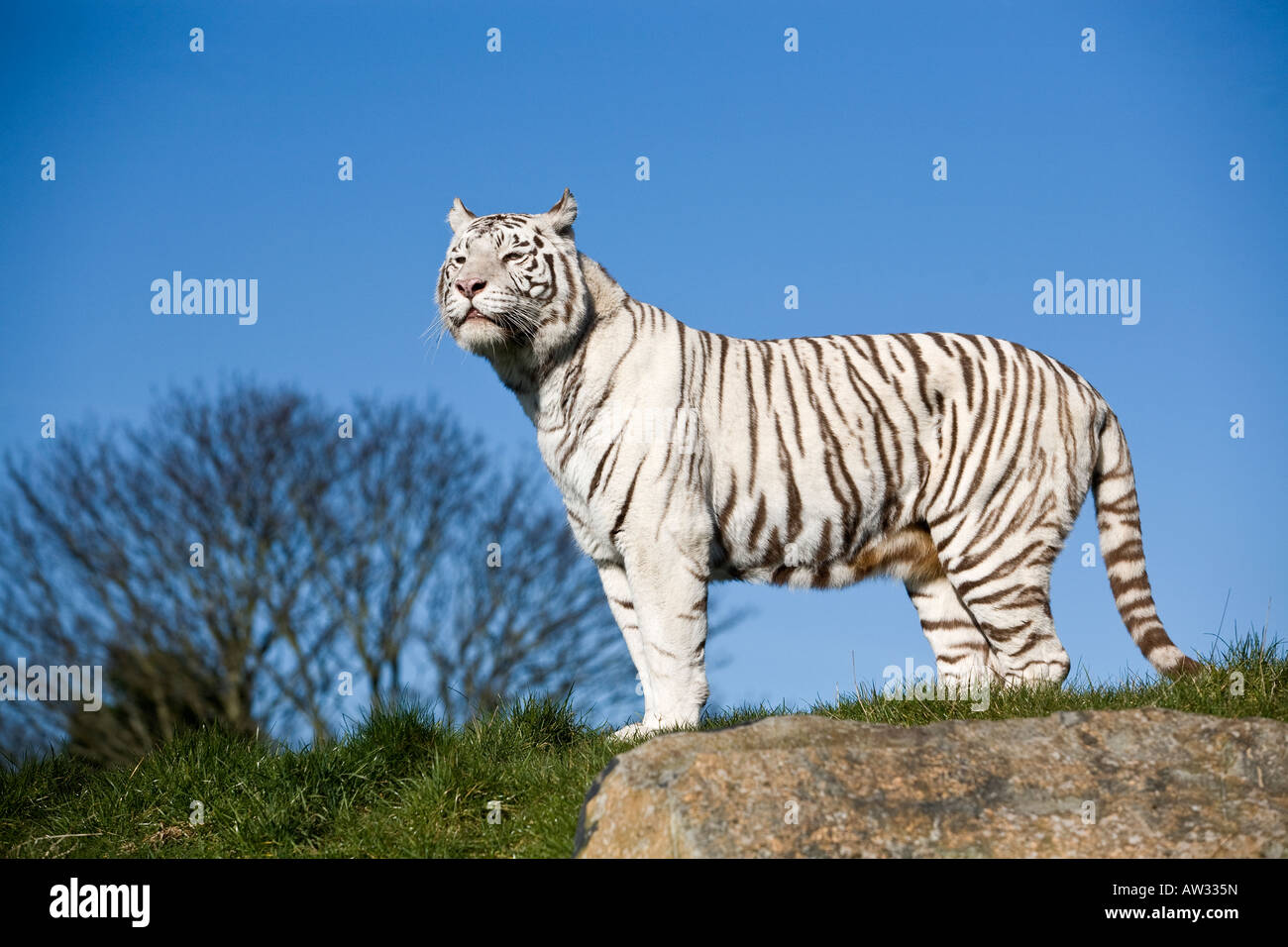 Une femelle en captivité tigre blanc en soleil Photo Stock - Alamy