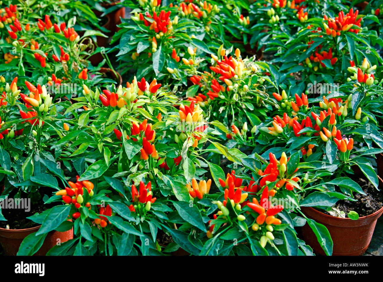 Piments chili chaud en pot Banque de photographies et d’images à haute ...