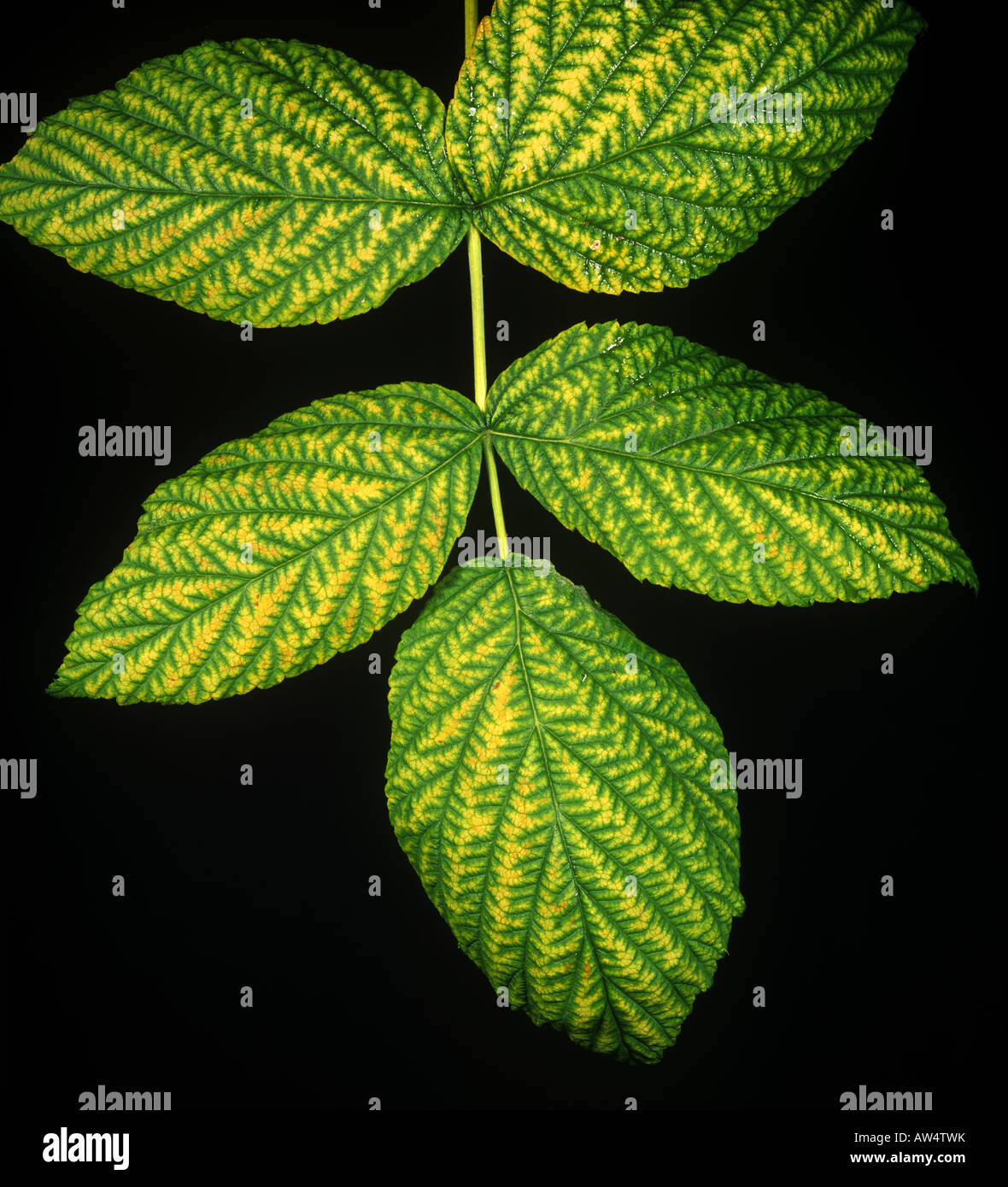 Une chlorose internervaire de feuilles de framboisier causé par une ...