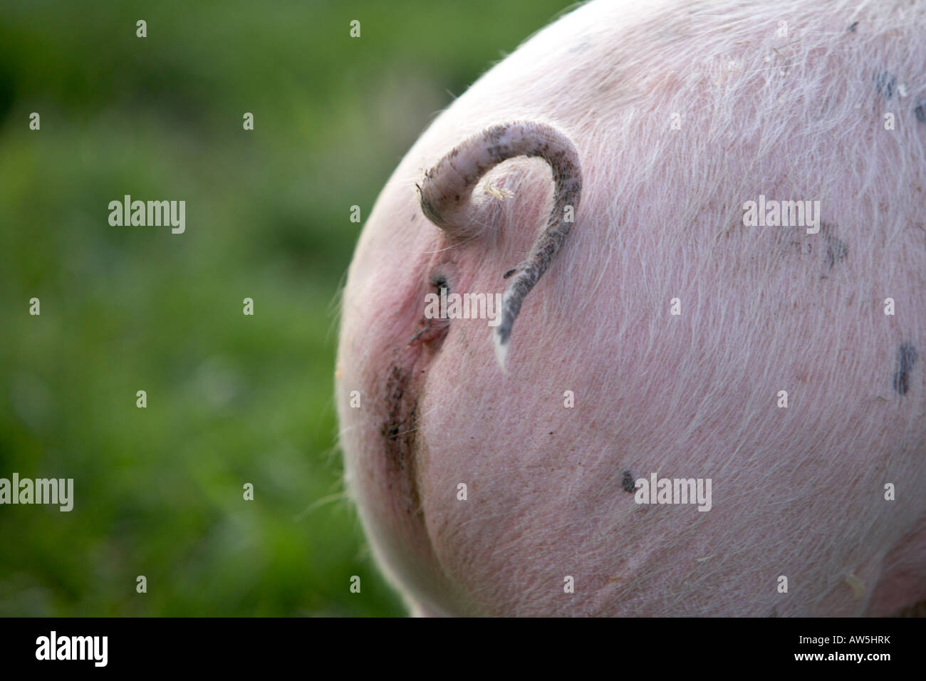 Pig tail Banque de photographies et d’images à haute résolution - Alamy