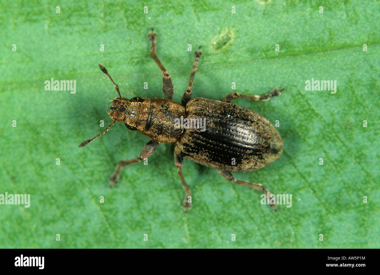 Charançon commun Banque de photographies et d’images à haute résolution ...