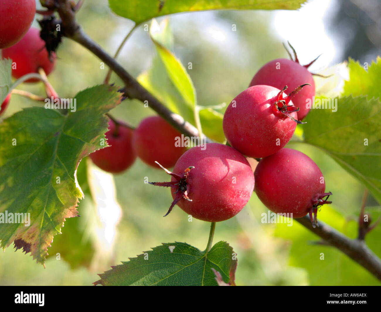 Crataegus species Banque de photographies et d’images à haute ...
