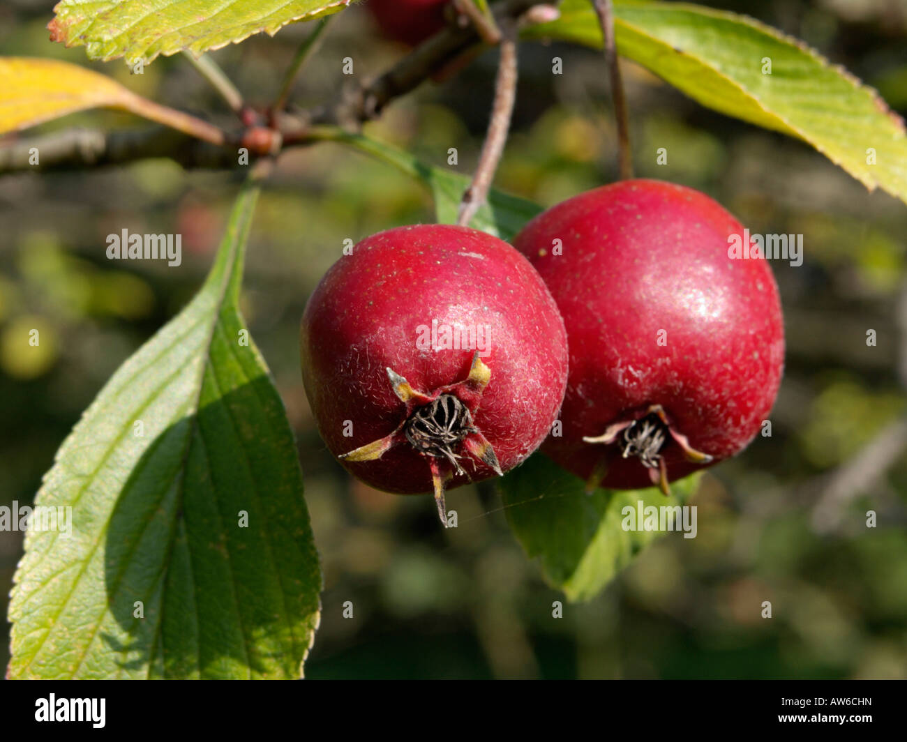 Crataegus species Banque de photographies et d’images à haute ...