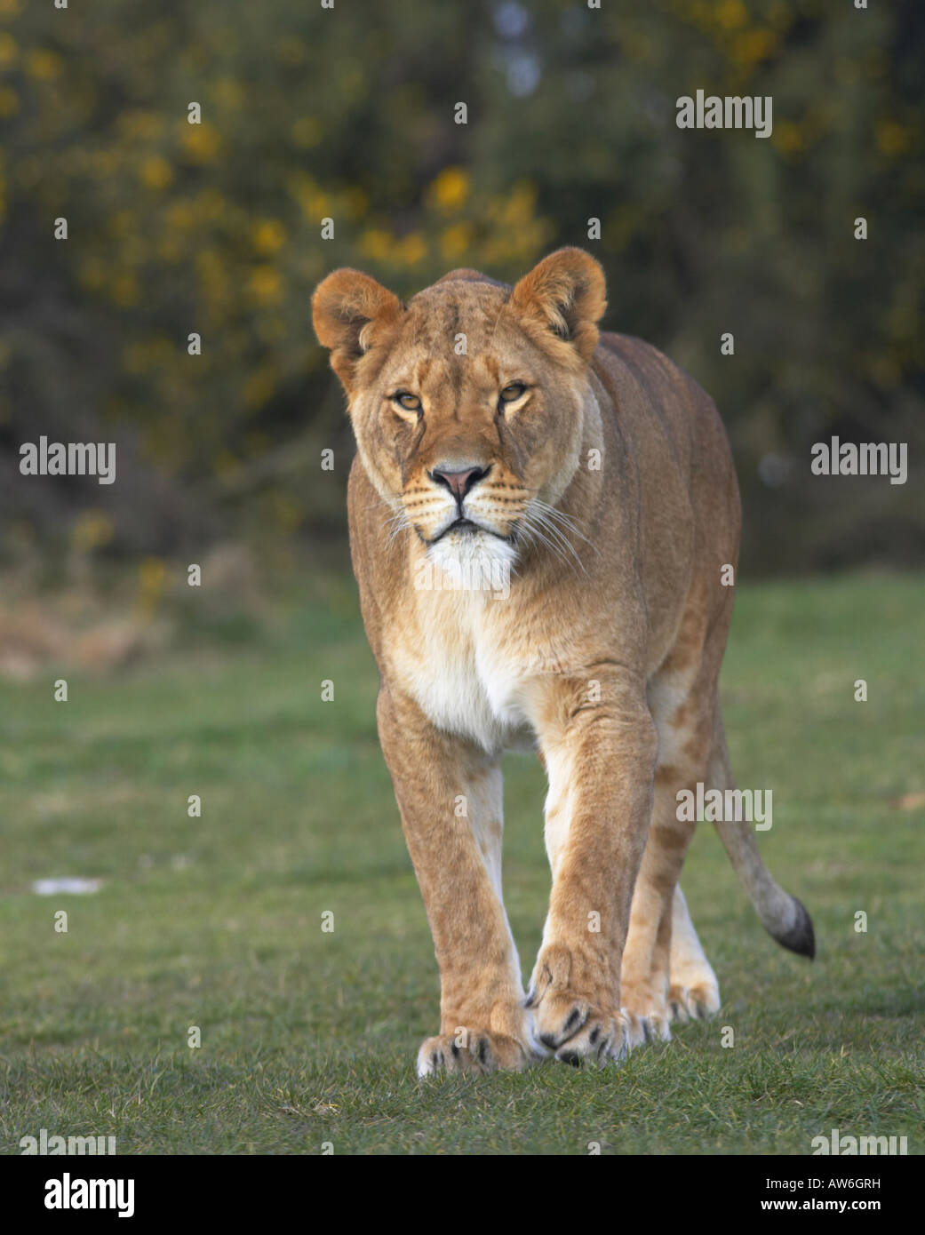 Lion stalk Banque de photographies et d’images à haute résolution - Alamy