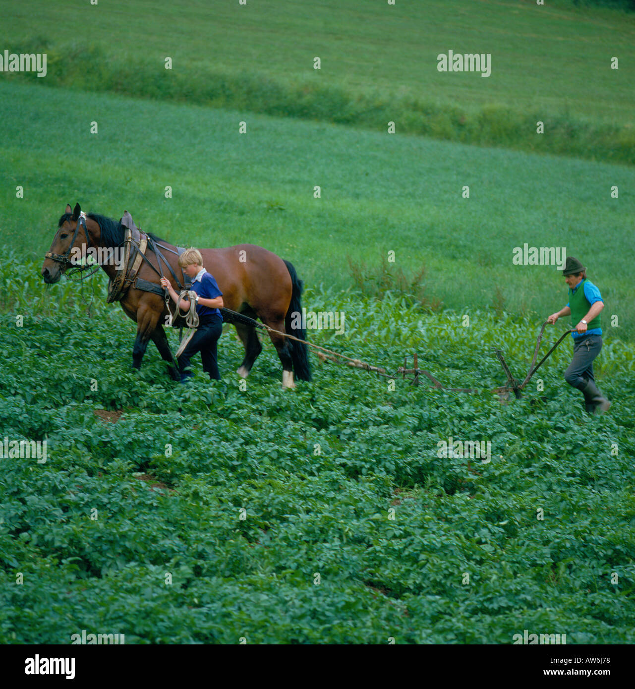 Labour de cheval traditionnel Banque de photographies et d’images à ...