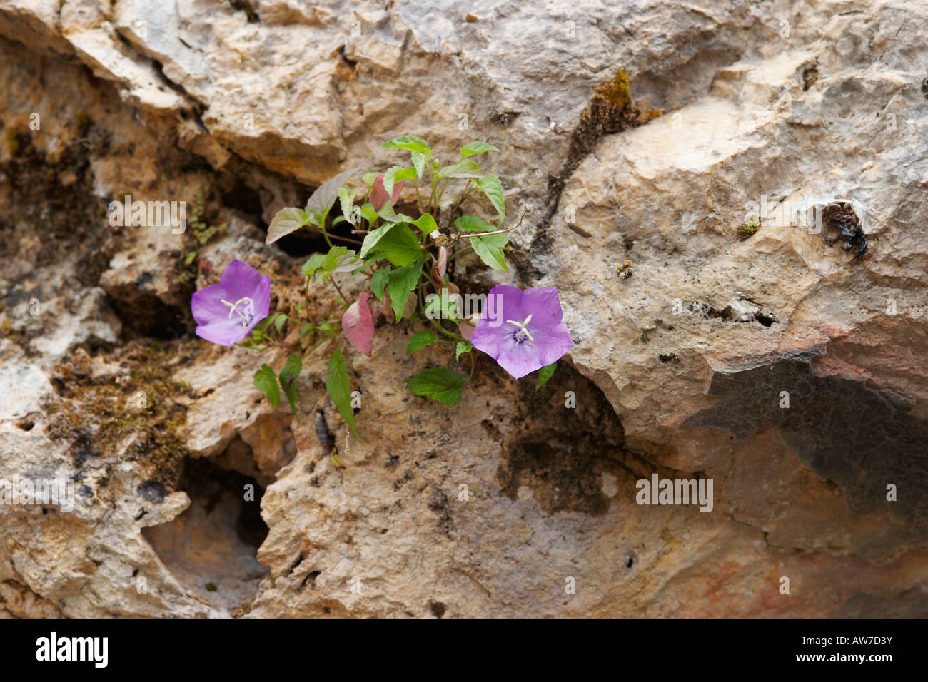 Fleurs qui poussent sur les rochers Banque de photographies et d’images ...