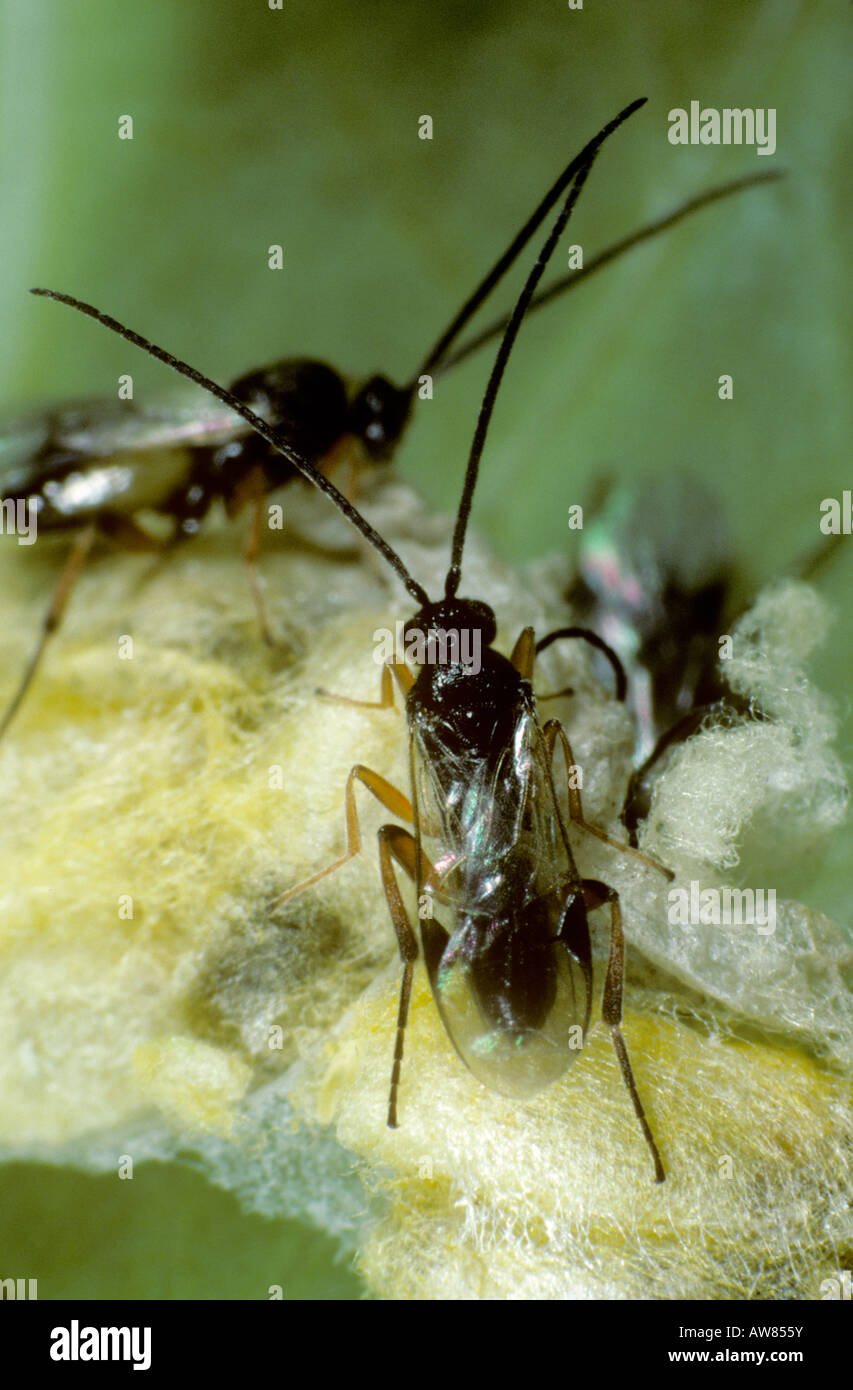 Cocon d'insectes guêpe Banque de photographies et d’images à haute ...