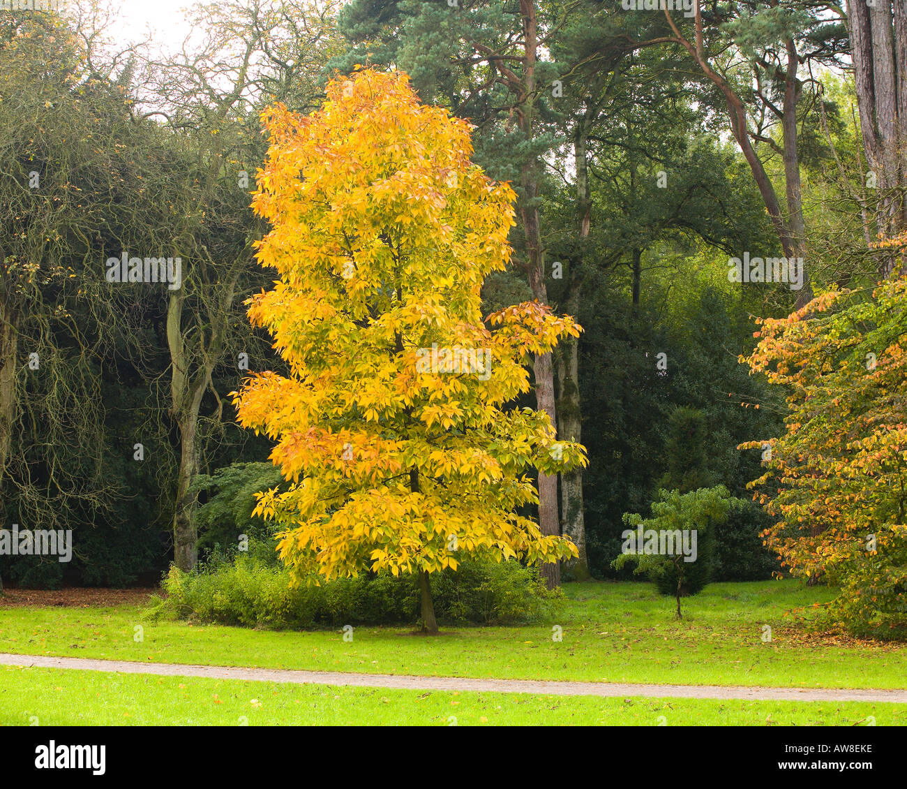 Carya ovata ou le Caryer en plein automne couleur bois soie Westonbirt ...