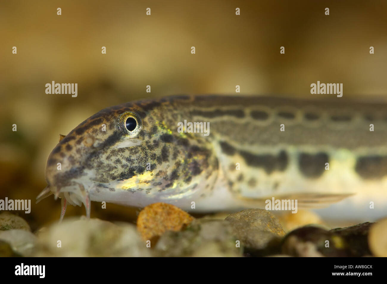 Taenia du poisson Banque de photographies et d’images à haute ...