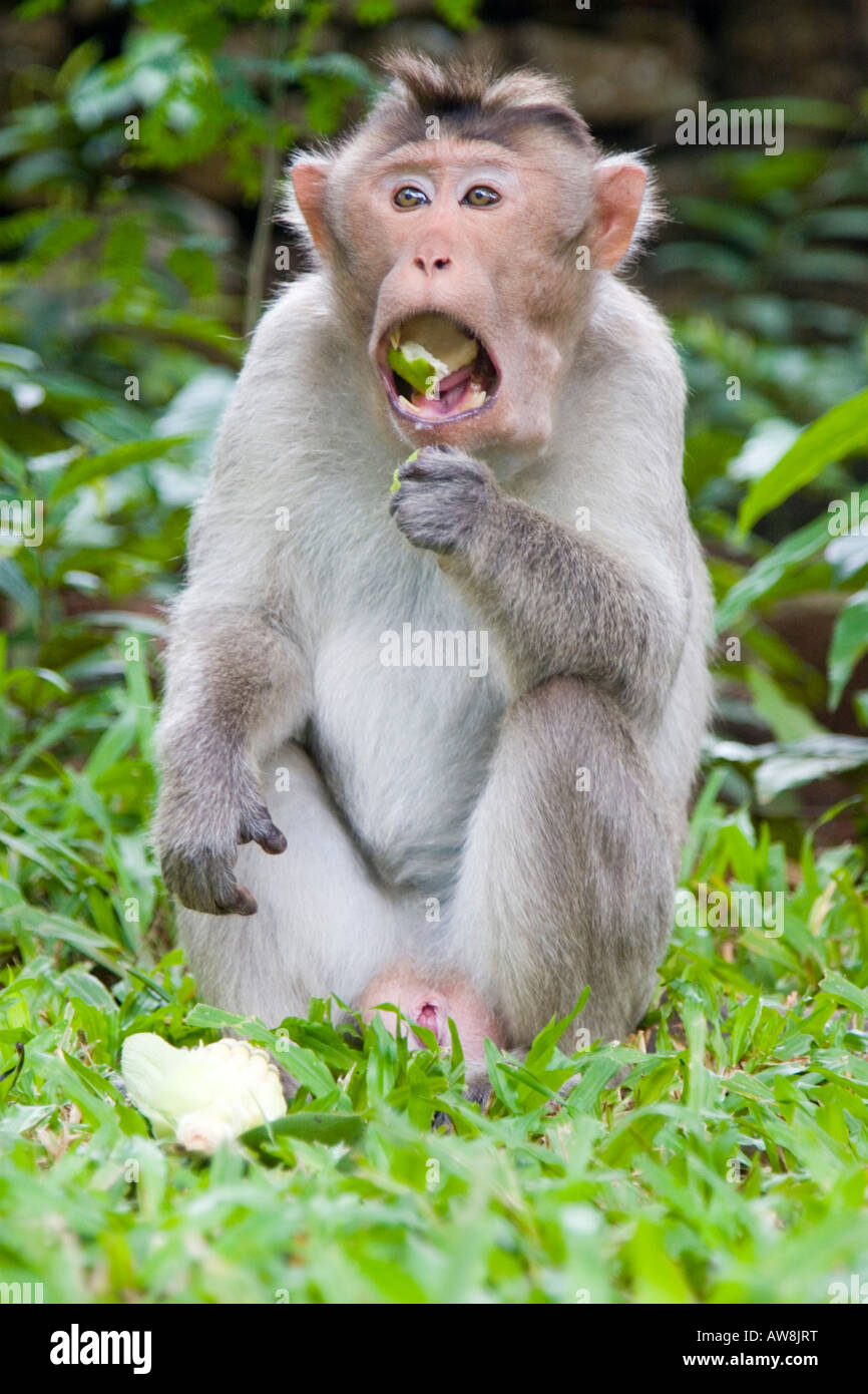 Singes au visage rouge Banque de photographies et d’images à haute ...