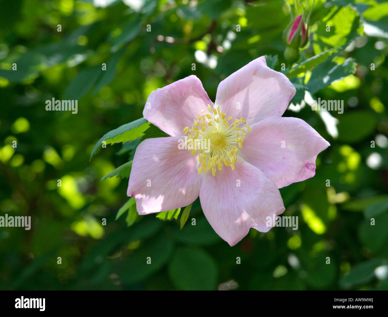 Rosa caroline Banque de photographies et d’images à haute résolution ...