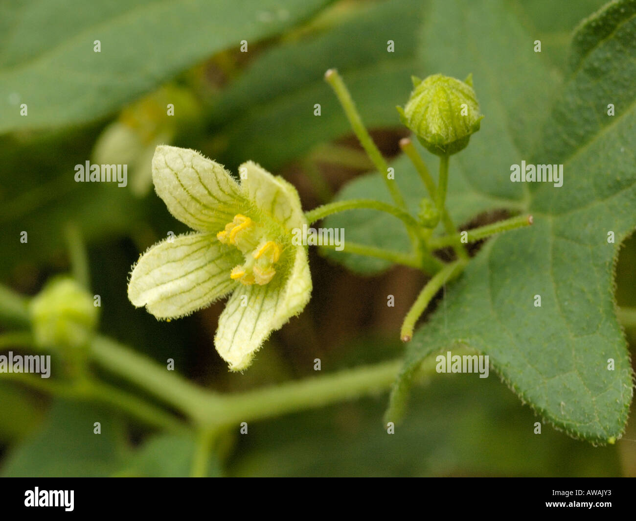 White bryony bryonia dioica Banque de photographies et d’images à haute ...