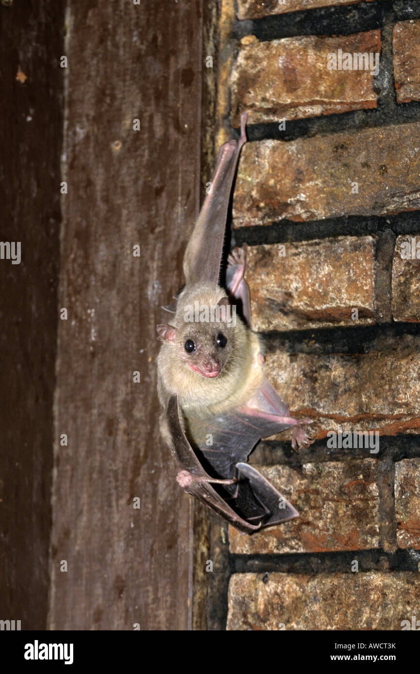 Rousettus Aegyptiacus Banque d'image et photos - Alamy