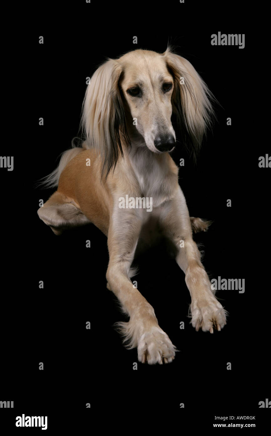 Chien de chasse arabe Banque de photographies et d’images à haute ...