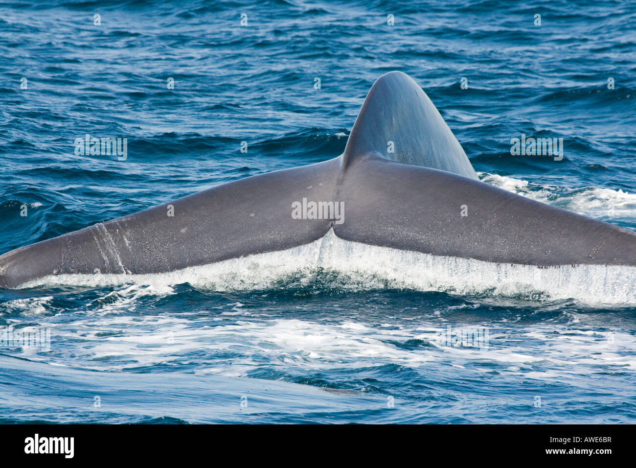 Rorqual bleu Banque de photographies et d’images à haute résolution - Alamy