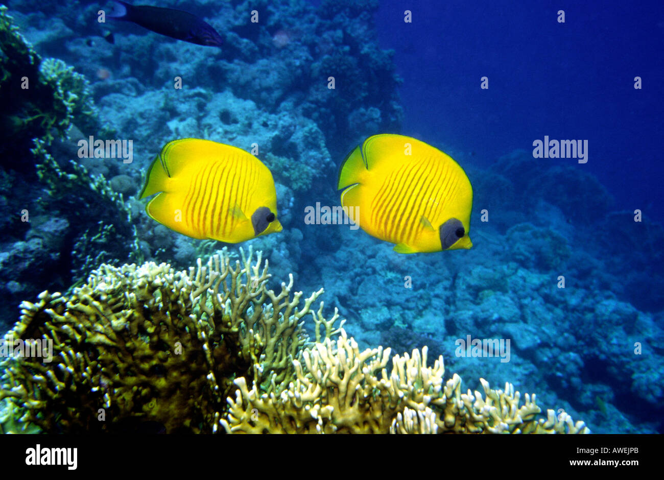 Poisson papillon africain Banque de photographies et d’images à haute ...