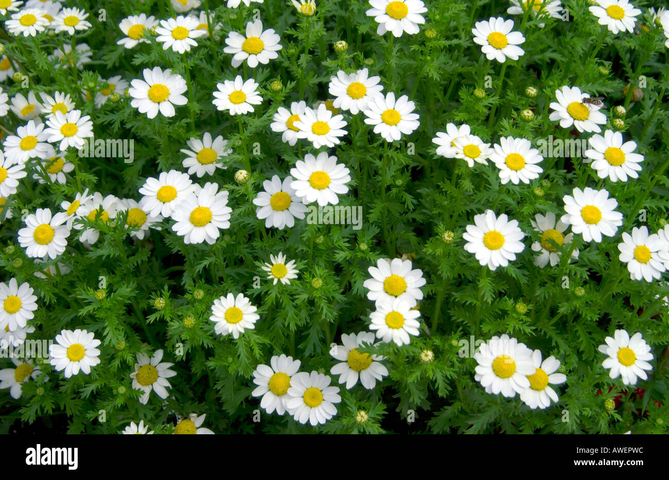Champ de fleurs de klassen Banque de photographies et d’images à haute ...