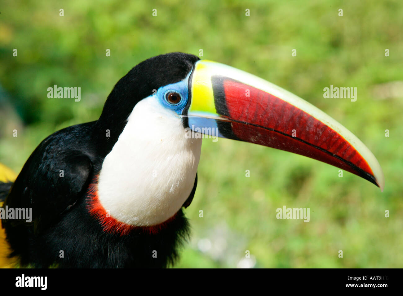 Toucans of guyana Banque de photographies et d’images à haute ...