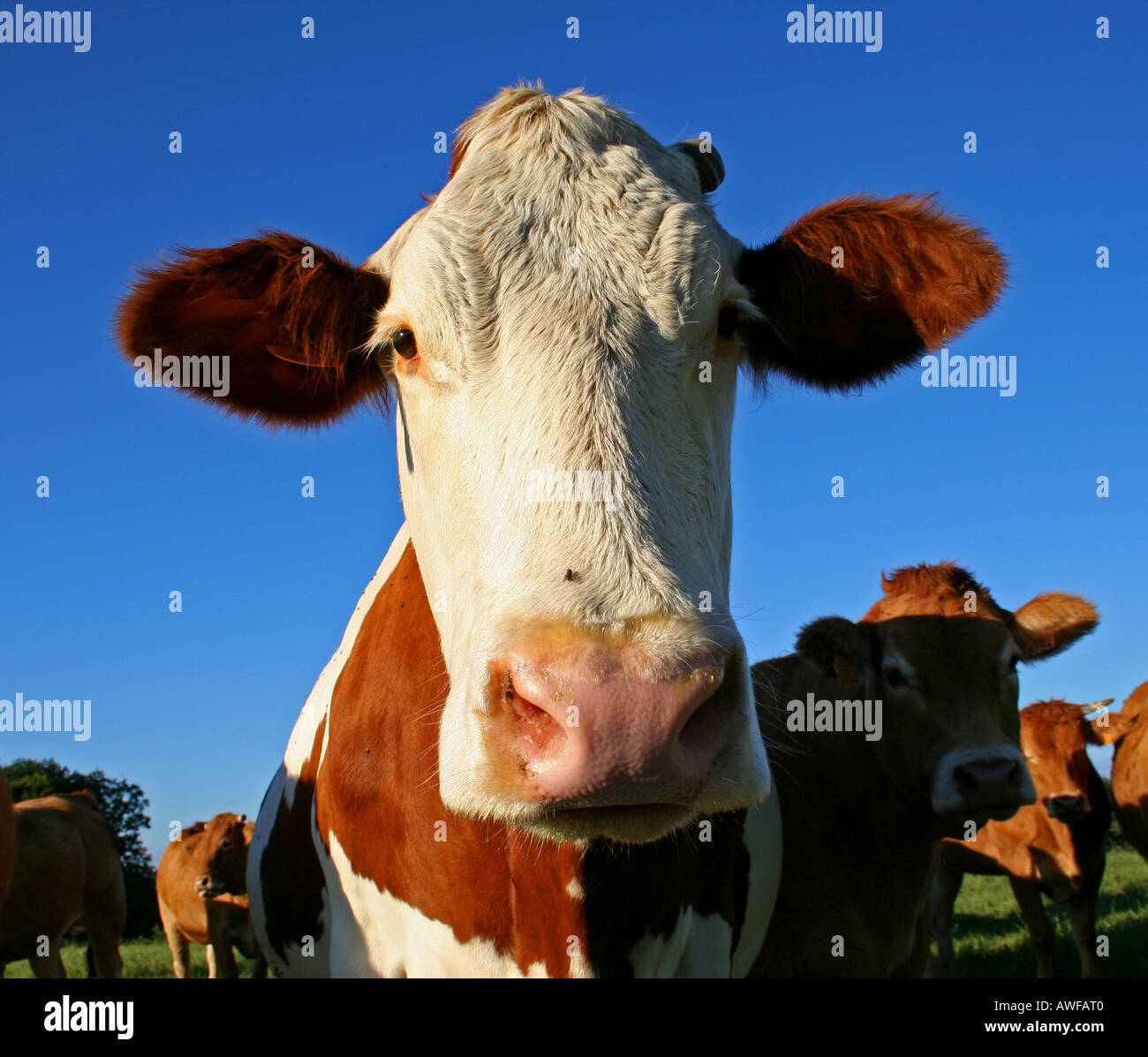Vache à grandes oreilles Banque de photographies et d’images à haute ...