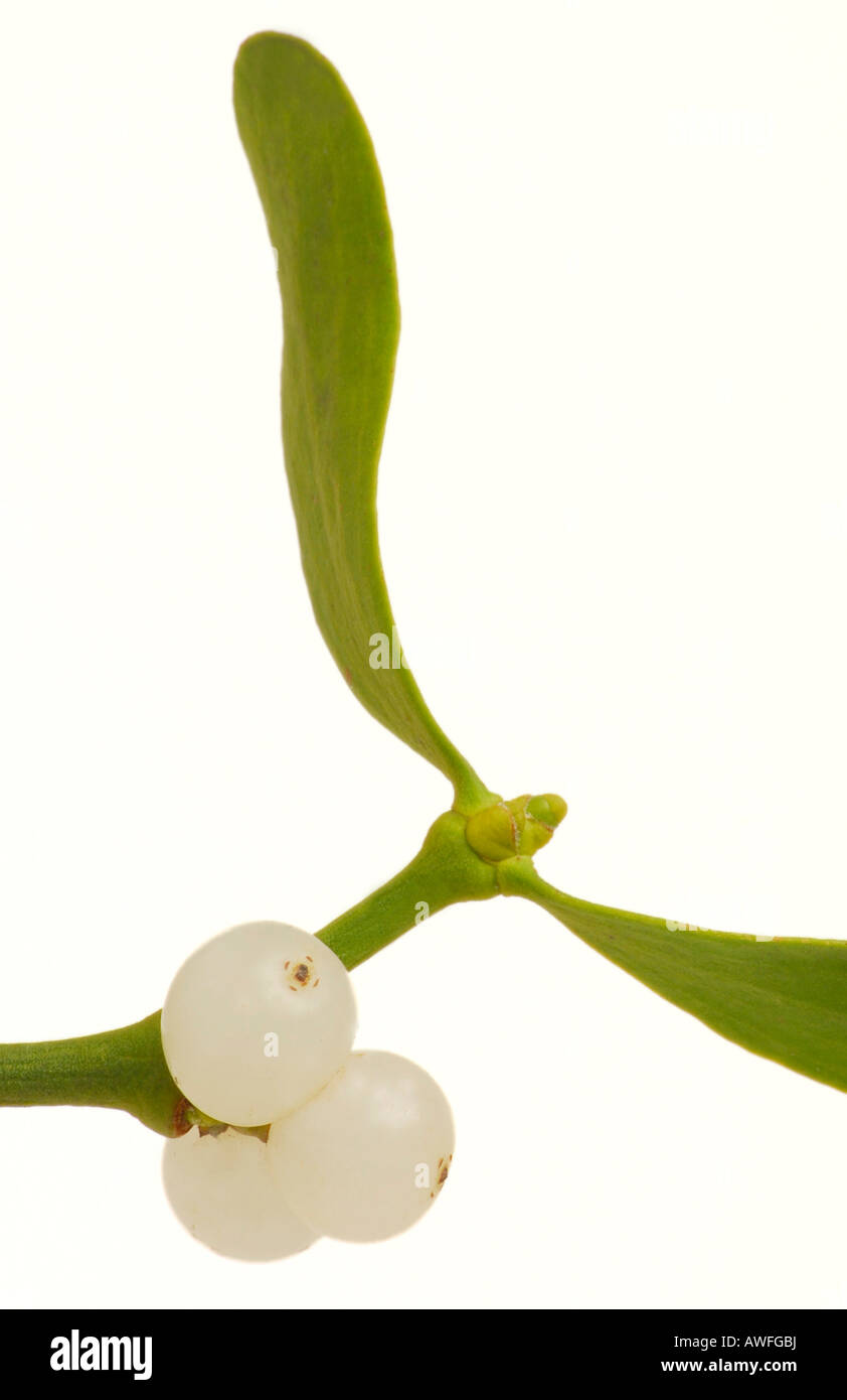 Feuilles de gui Banque d'images détourées - Alamy