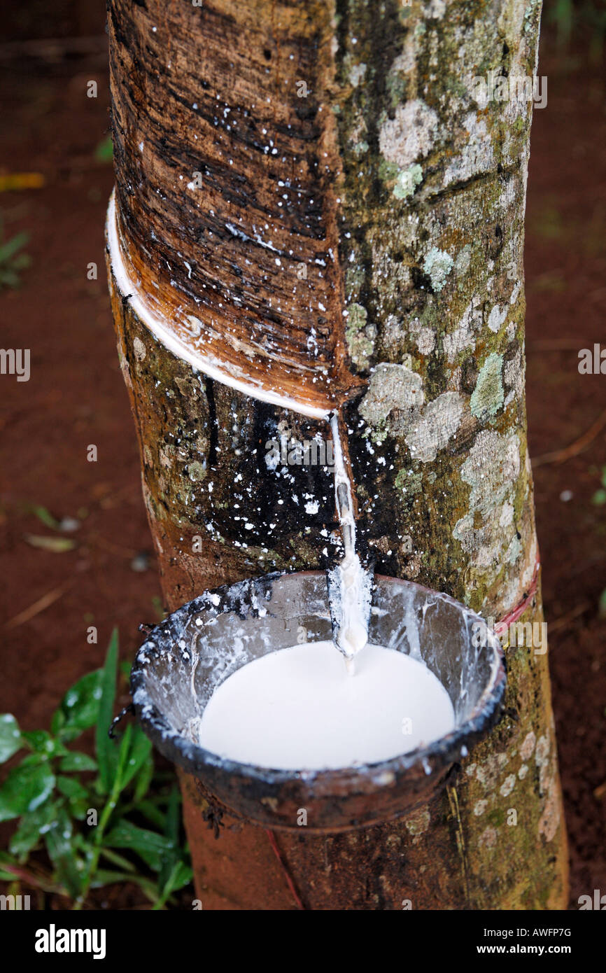 Latex Extraction Banque d'image et photos - Alamy