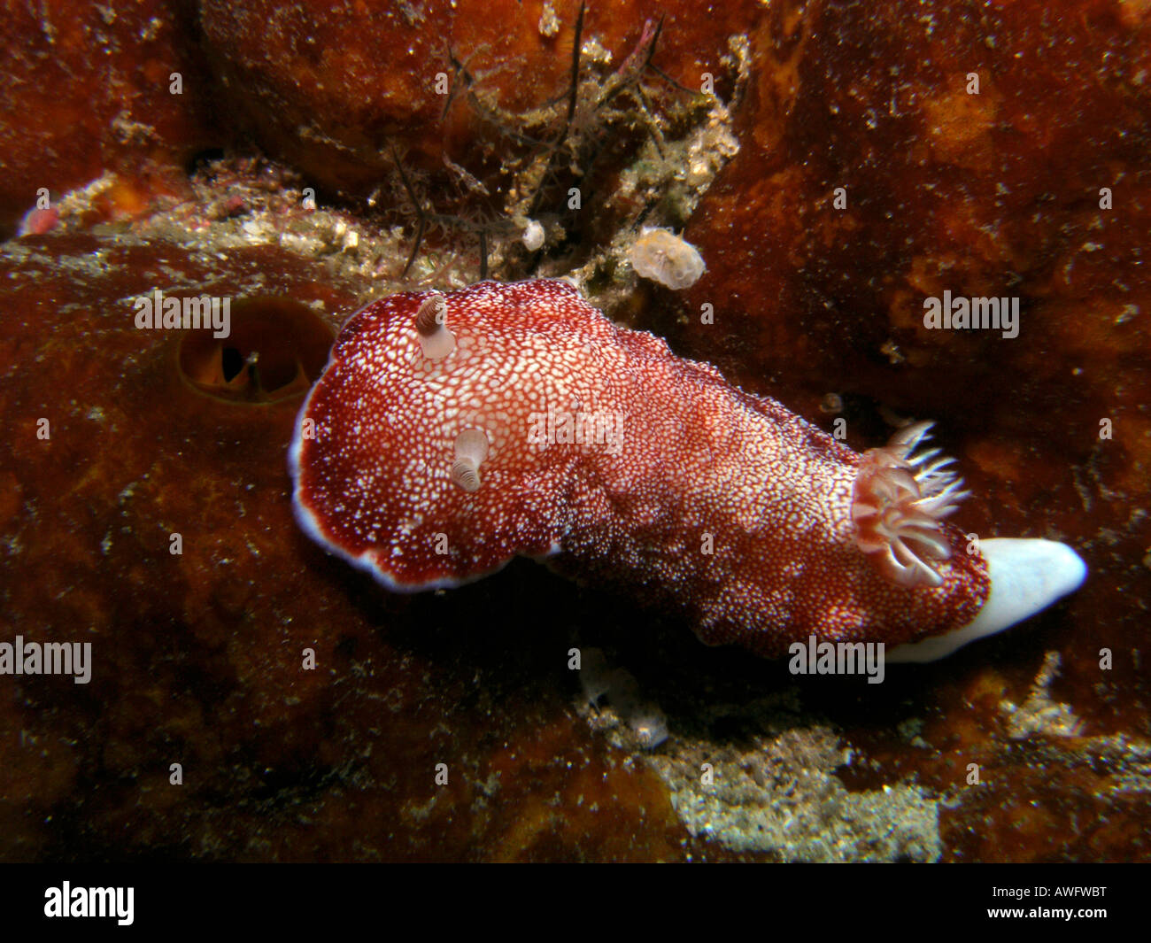 Chromodoris reticulata Banque de photographies et d’images à haute ...