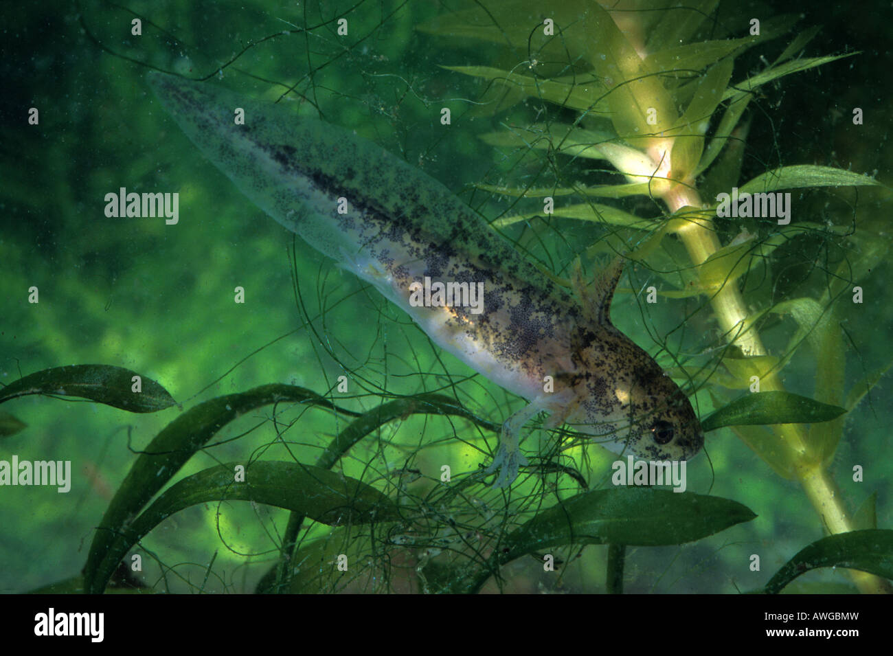 Ambystoma Mexicanum Axolotl Banque d'image et photos - Alamy