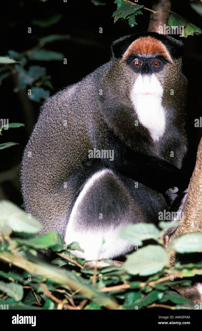 De Brazza singe Cercopithecus neglectus Afrique Centrale Afrique de l ...