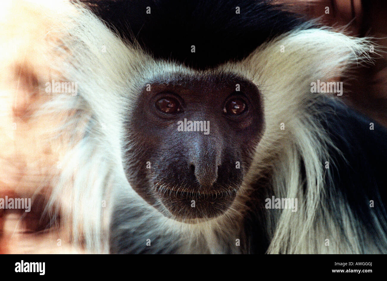 Singe colobe angolais noir et blanc Banque de photographies et d’images ...