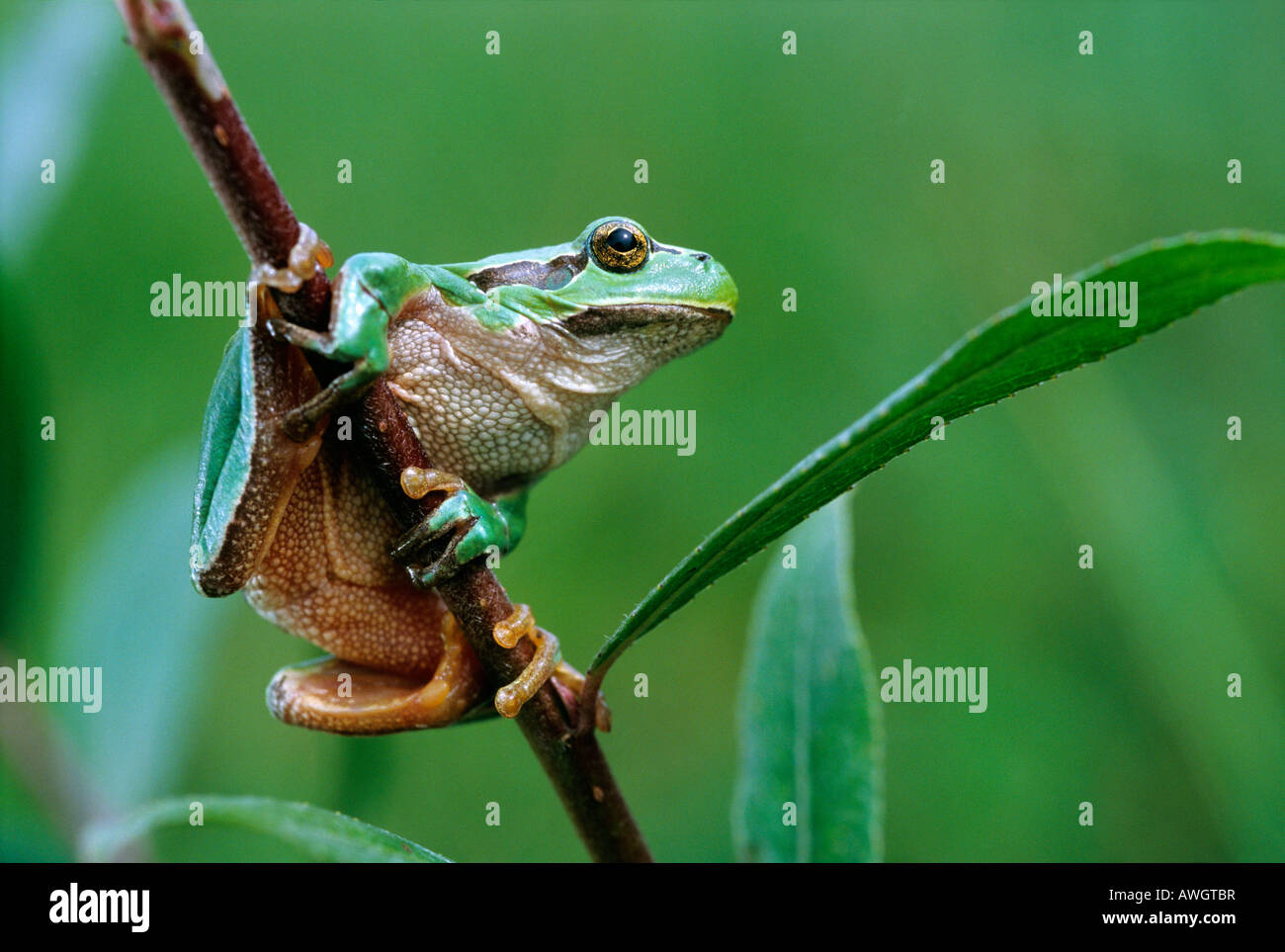 Grenouilles des roseaux Banque de photographies et d’images à haute ...