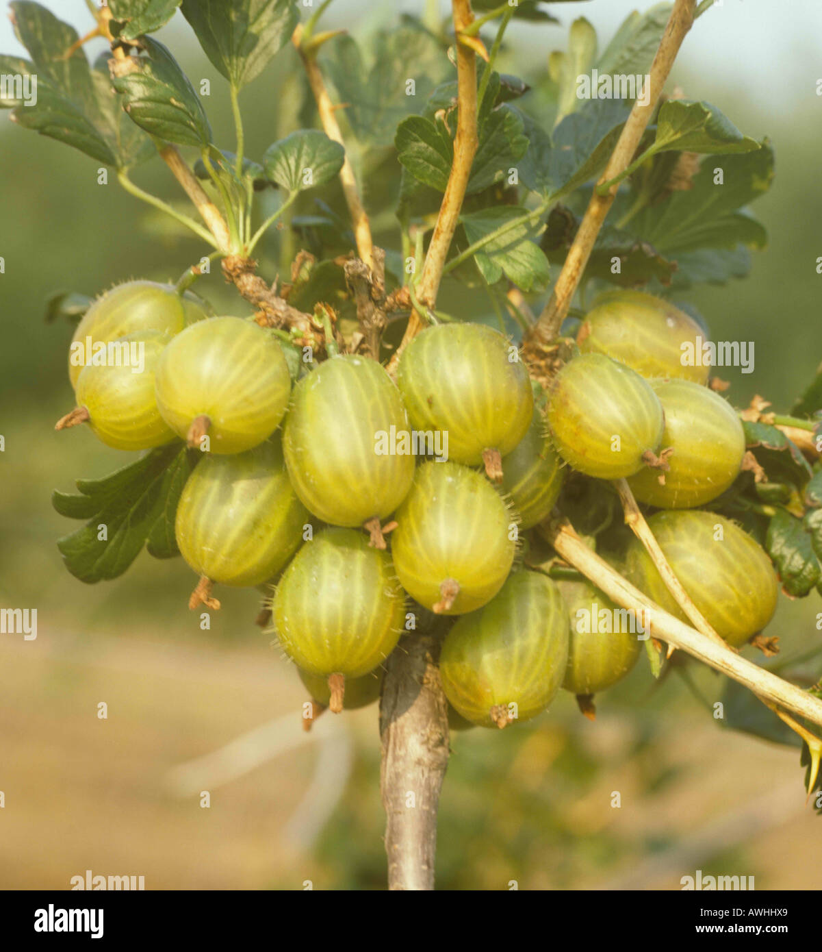 Groseille de pays Banque de photographies et d’images à haute ...
