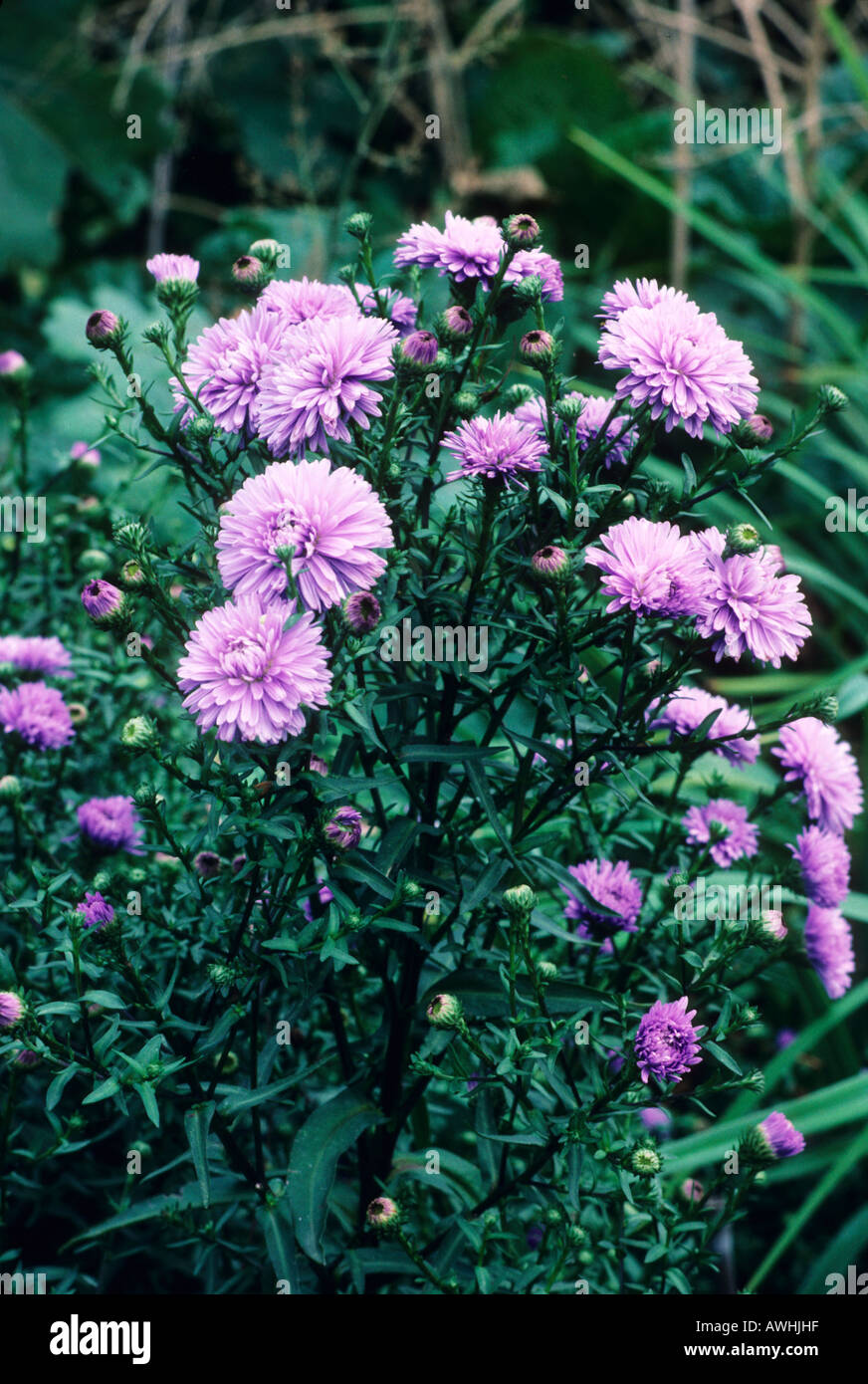Aster marie ballard Banque de photographies et d’images à haute ...